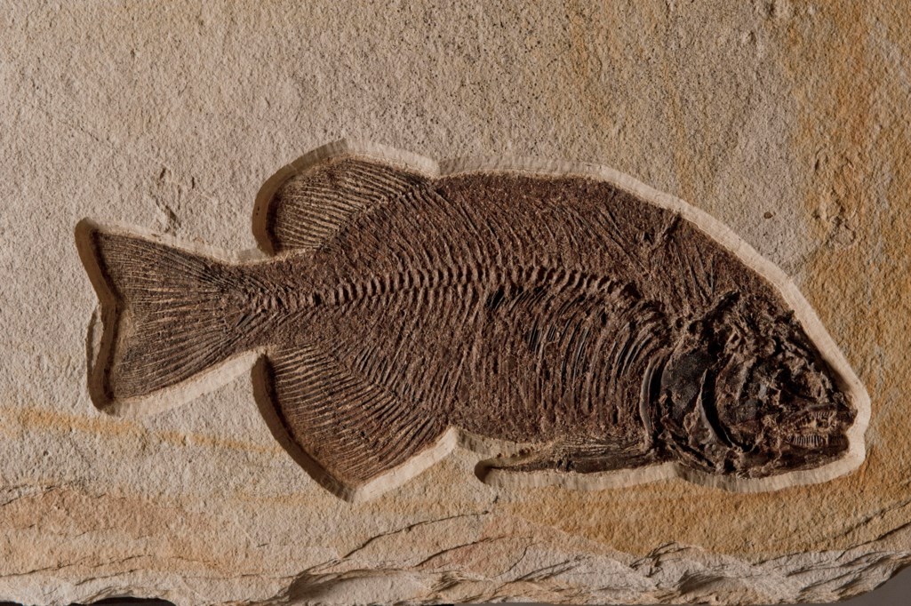 A LARGE FOSSIL FISH PLAQUE, GREEN RIVER, WYOMING | Christie’s