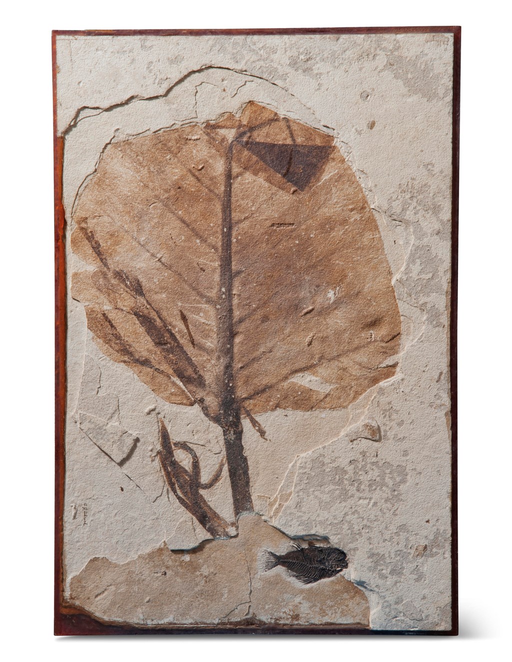 A VERY LARGE FOSSIL LEAF, GREEN RIVER, WYOMING | Christie’s