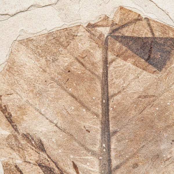A VERY LARGE FOSSIL LEAF, GREEN RIVER, WYOMING | Christie’s