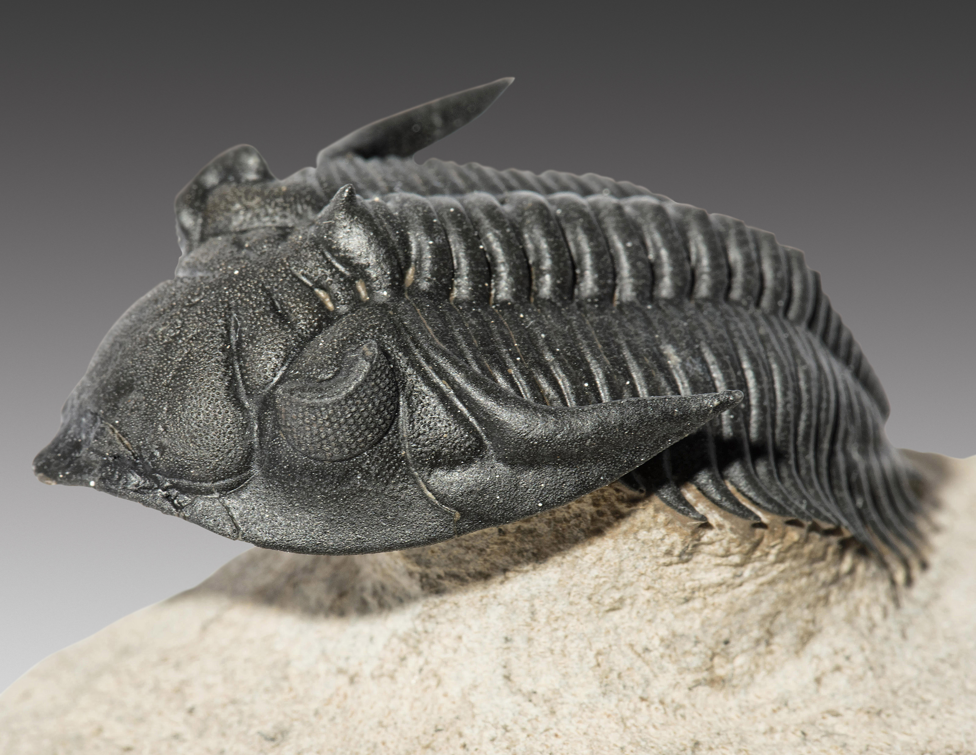 A TRILOBITE, MOROCCO | Christie’s