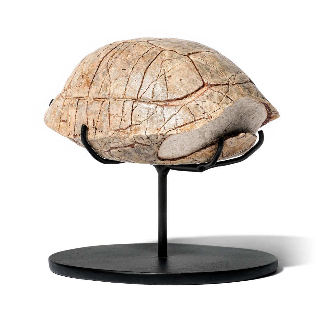 A FOSSIL TORTOISE SHELL, SOUTH DAKOTA | Christie’s