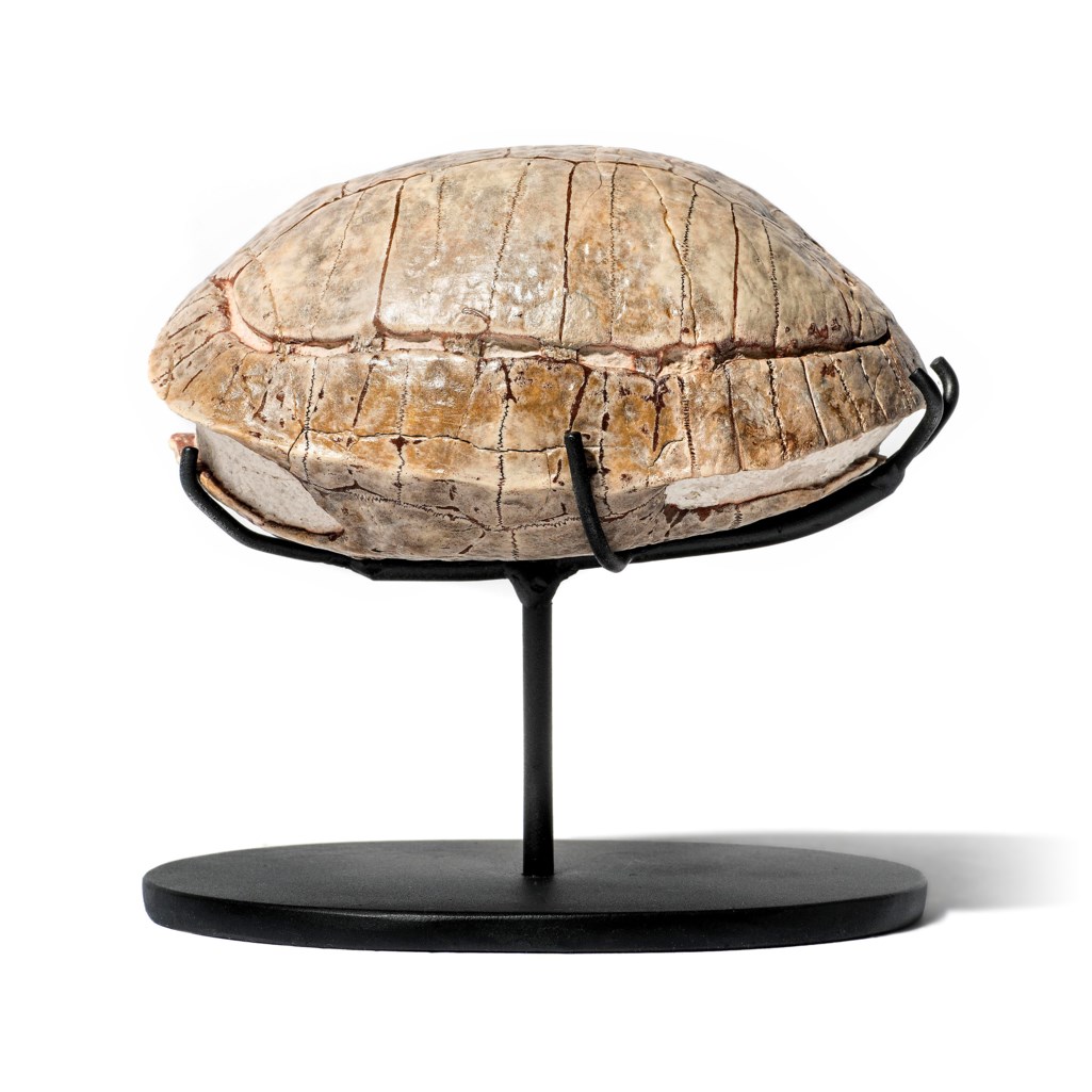 A FOSSIL TORTOISE SHELL, SOUTH DAKOTA | Christie’s