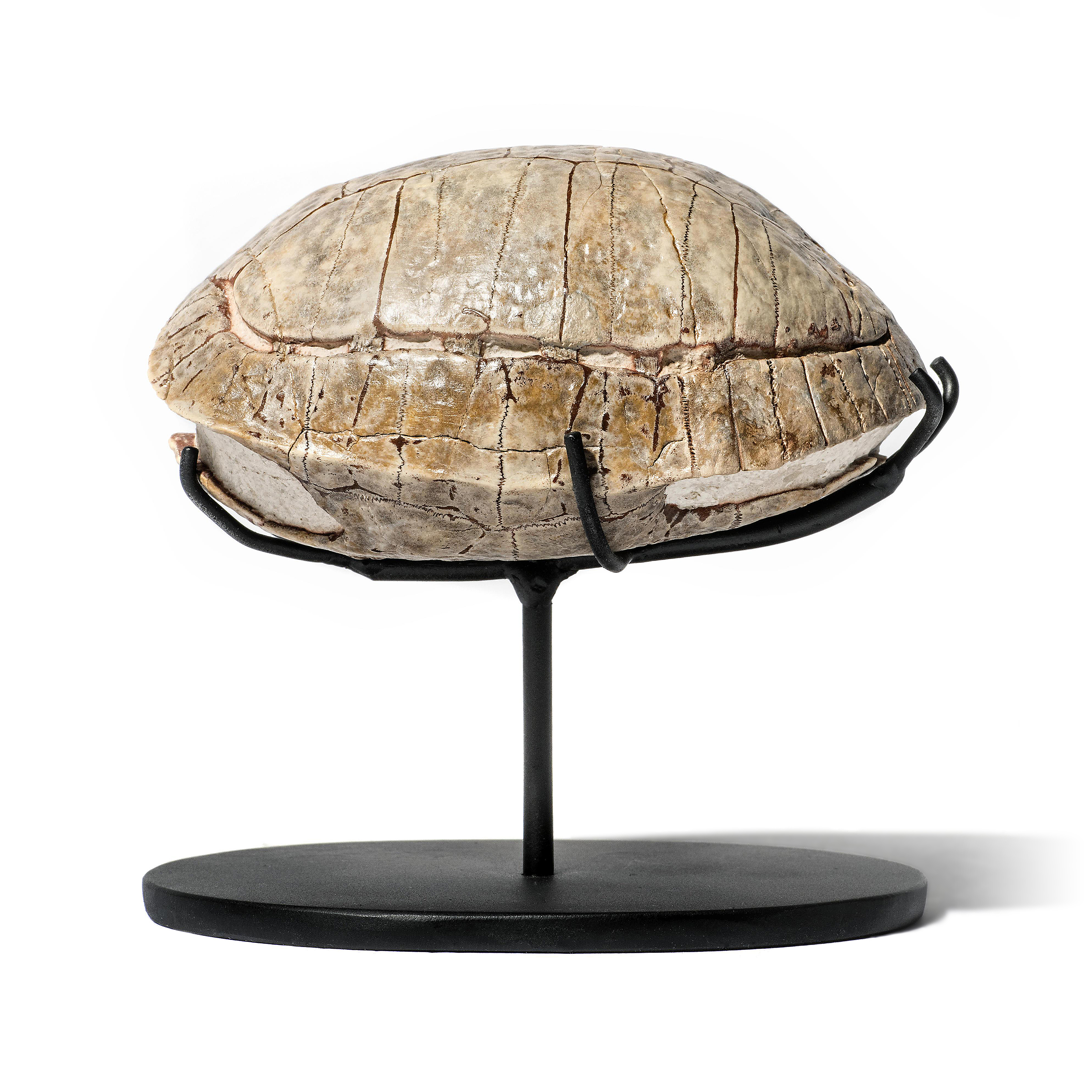 fossilised turtle shell
