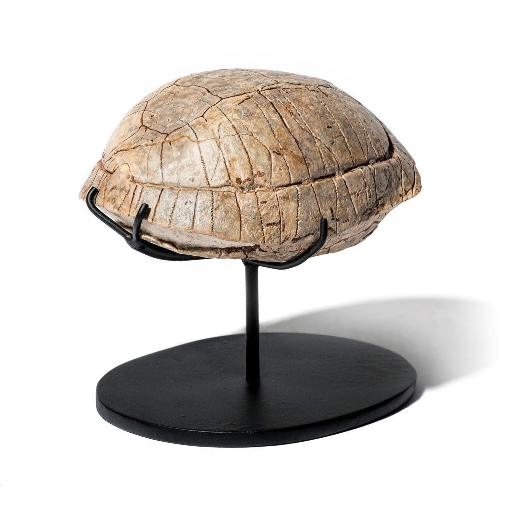 A FOSSIL TORTOISE SHELL, SOUTH DAKOTA | Christie’s