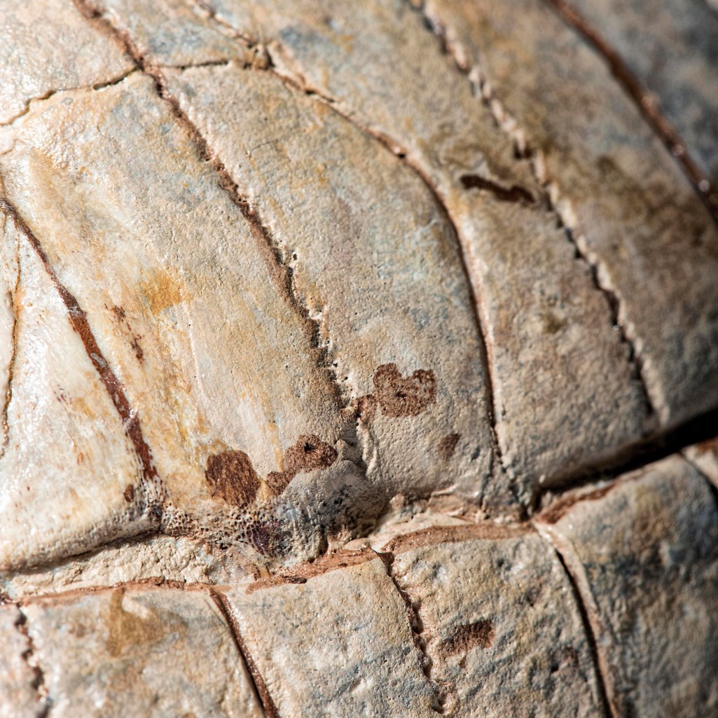 A FOSSIL TORTOISE SHELL, SOUTH DAKOTA | Christie’s