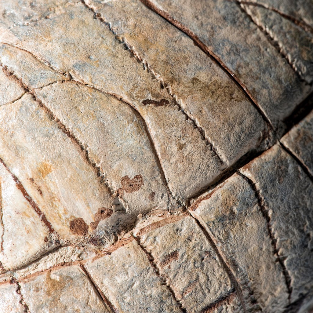 A FOSSIL TORTOISE SHELL, SOUTH DAKOTA | Christie’s