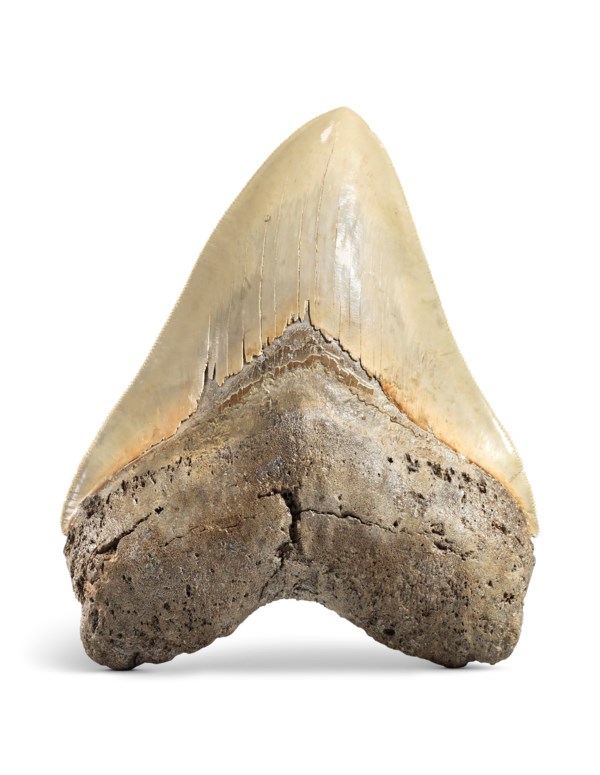 A LARGE MEGALODON TOOTH, SOUTH CAROLINA, USA | Christie’s