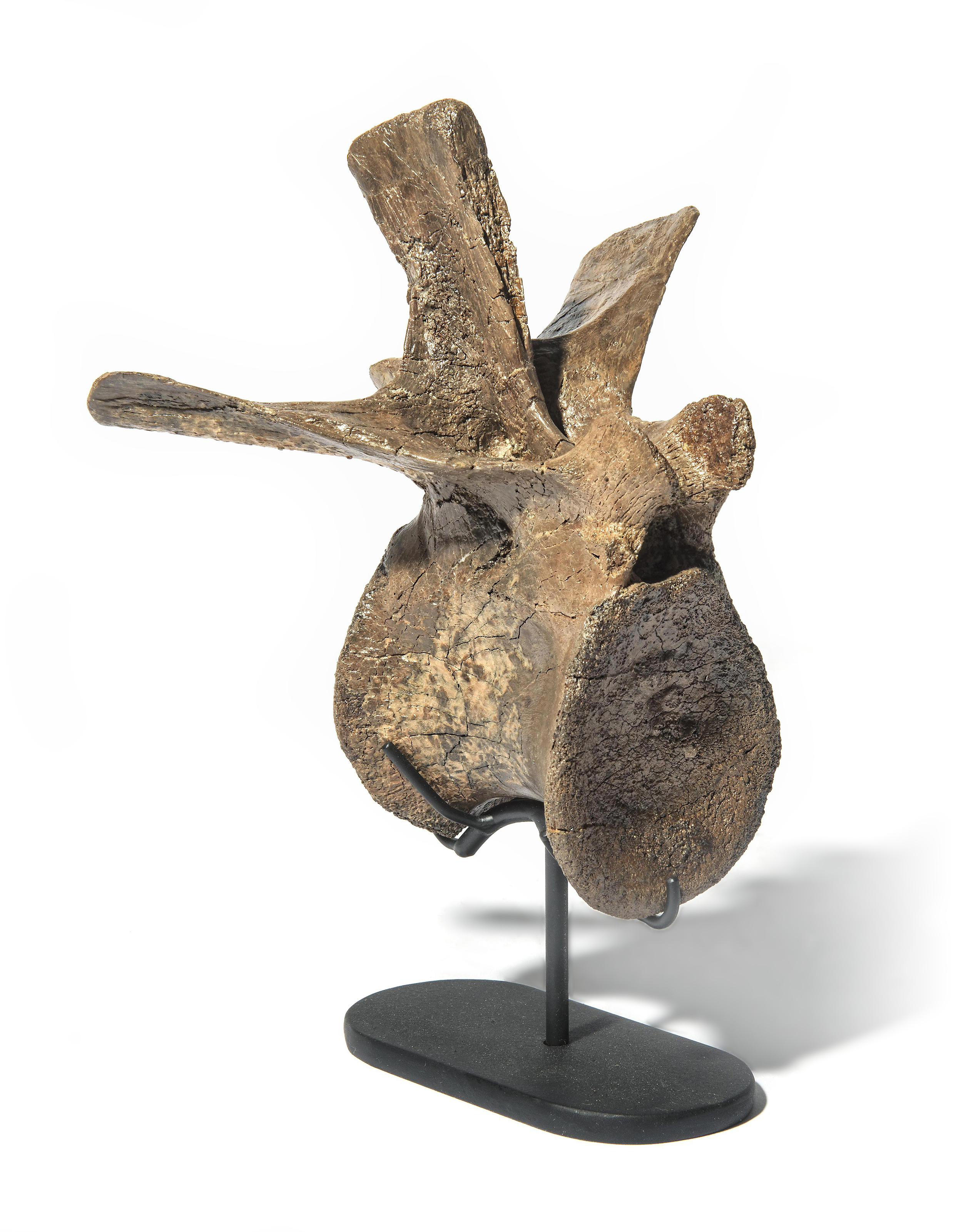 A CRETACEOUS DINOSAUR VERTEBRA, MONTANA | Christie’s