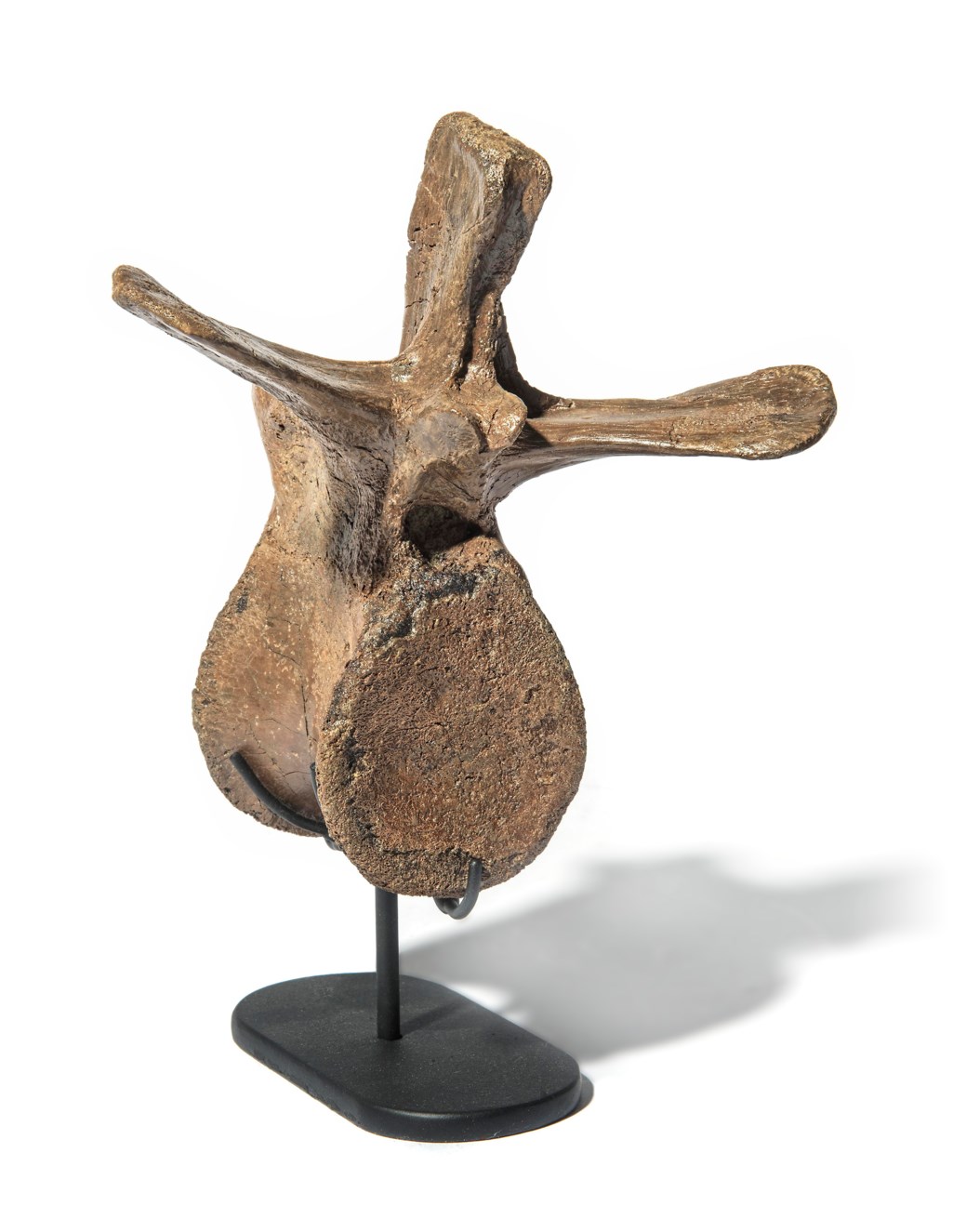 A CRETACEOUS DINOSAUR VERTEBRA, MONTANA | Christie’s