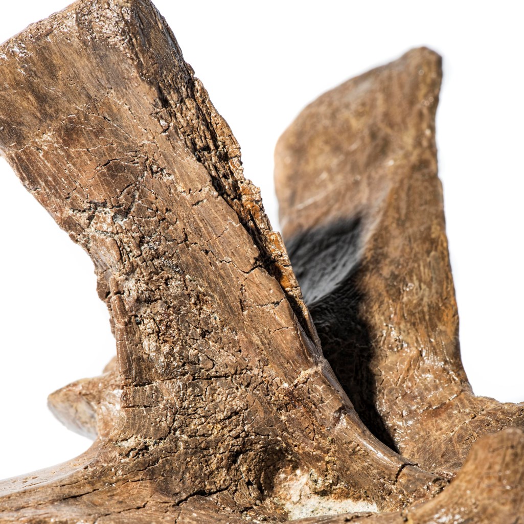 A CRETACEOUS DINOSAUR VERTEBRA, MONTANA | Christie’s