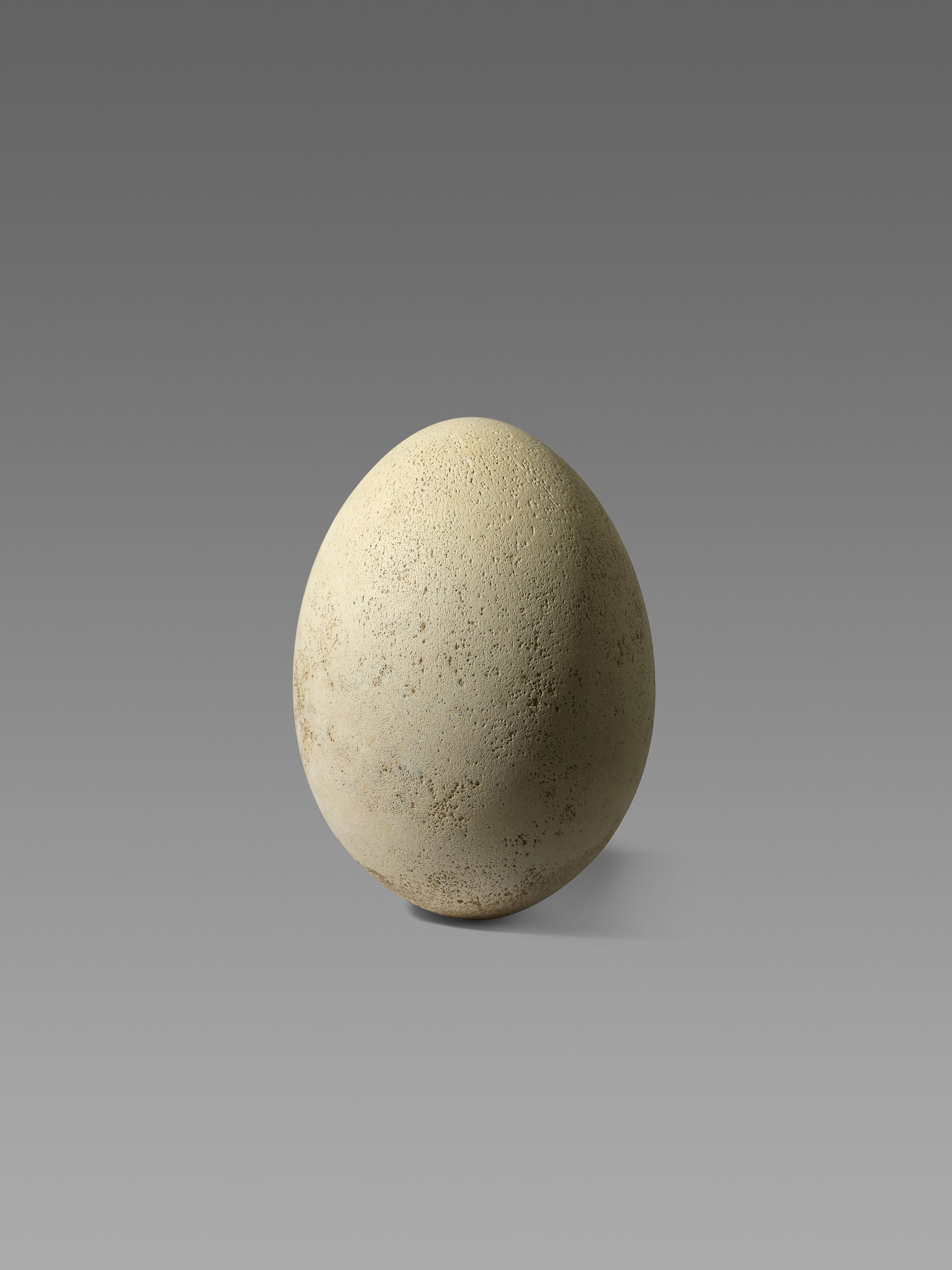 elephant bird egg hatching
