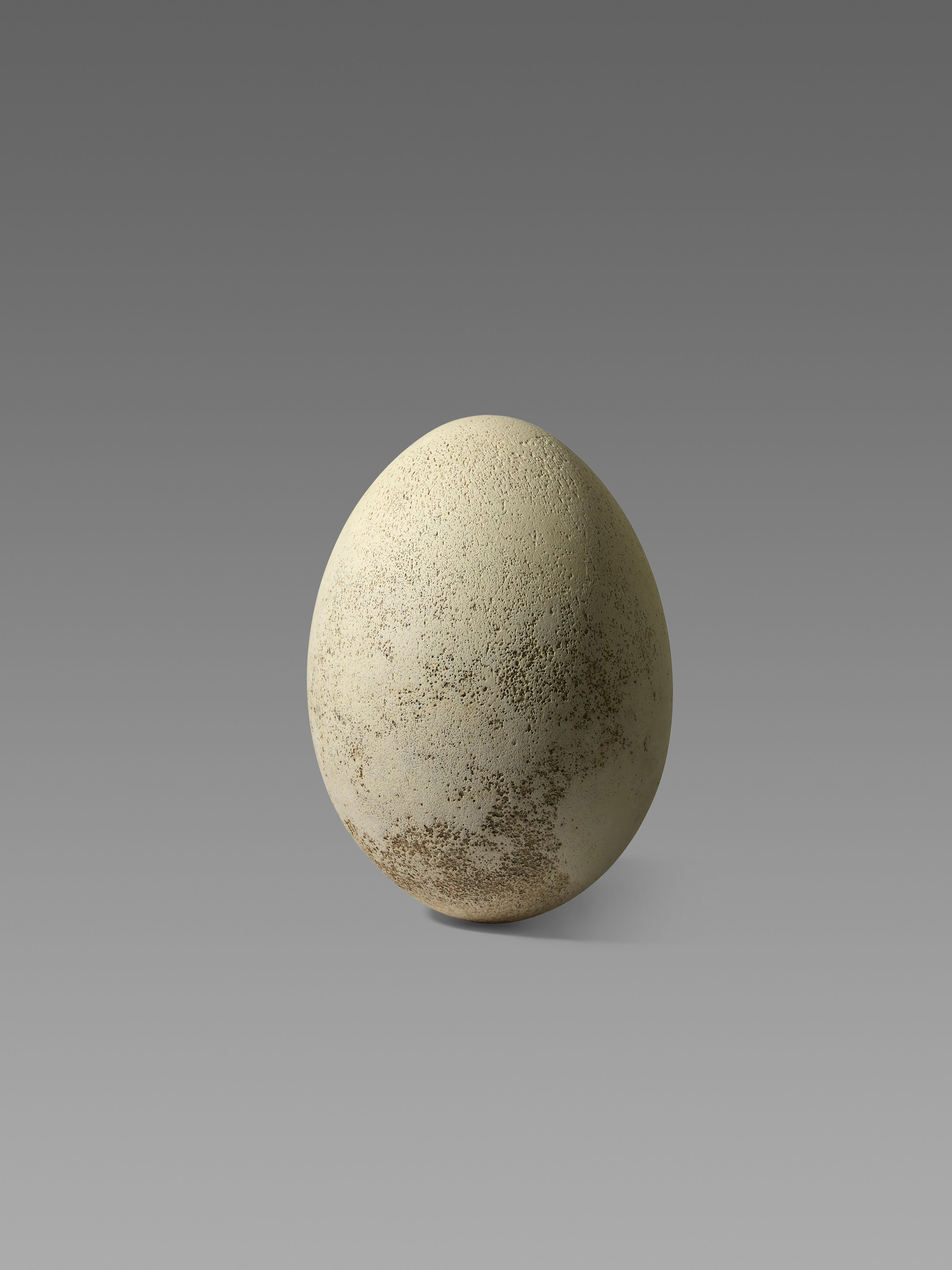 Fossil Elephant Bird Egg VOURON PATRA ELEPHANT BIRD EGG DINOSAUR