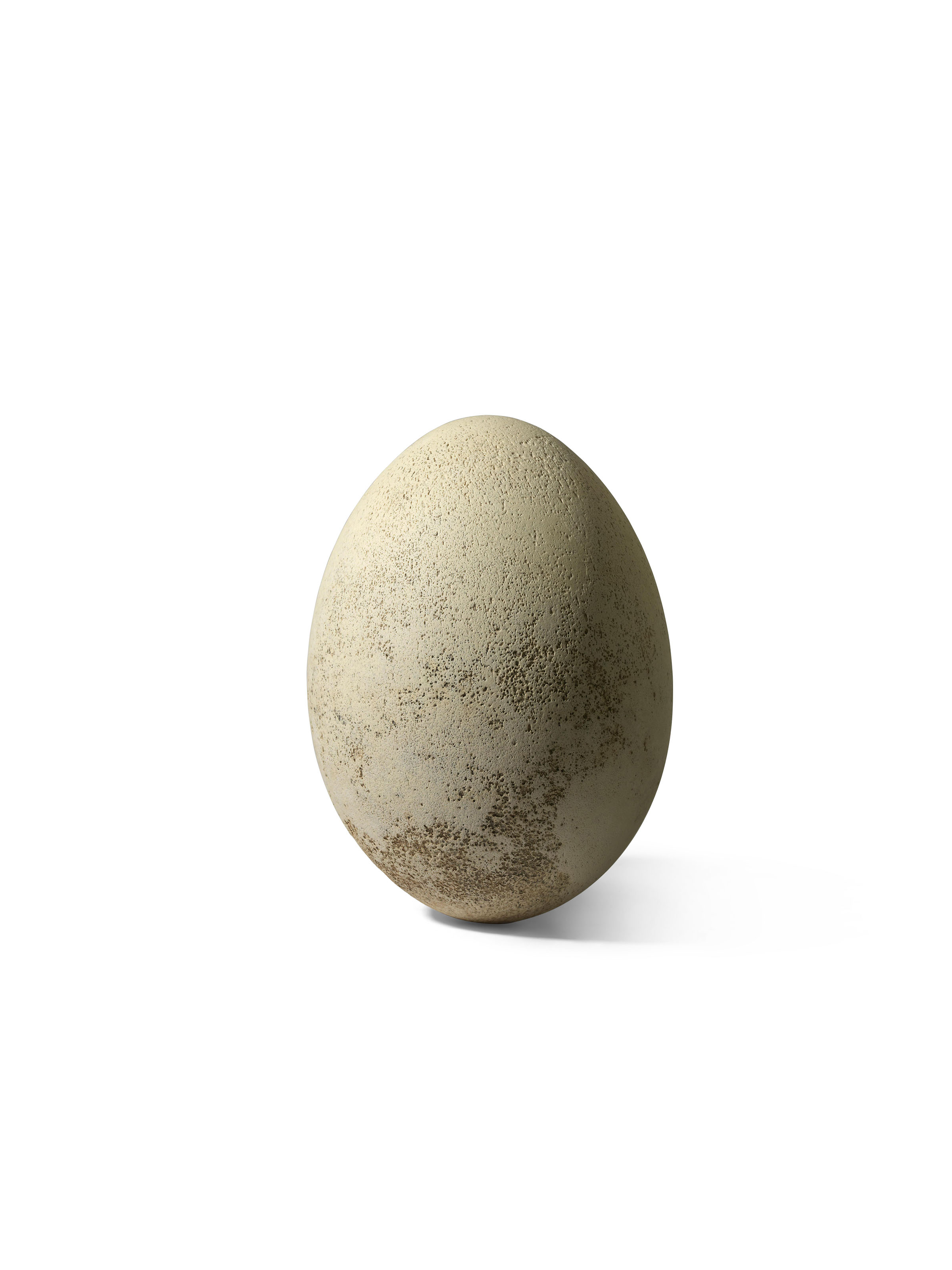 elephant bird egg hatching