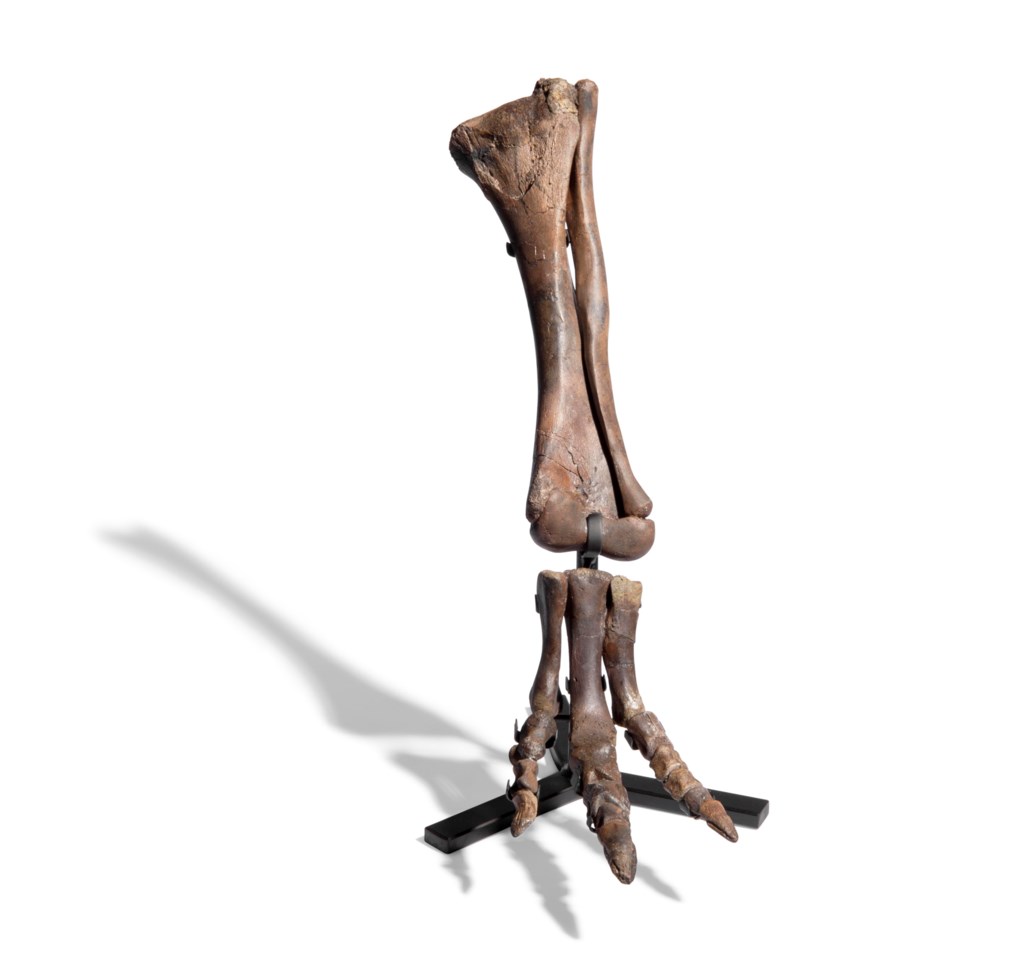 THE FOOT OF A DINOSAUR, MONTANA | Christie’s