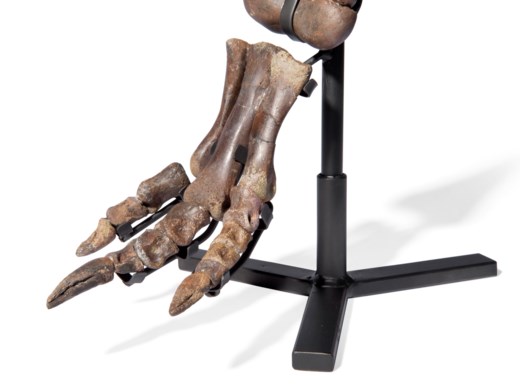 THE FOOT OF A DINOSAUR, MONTANA | Christie’s