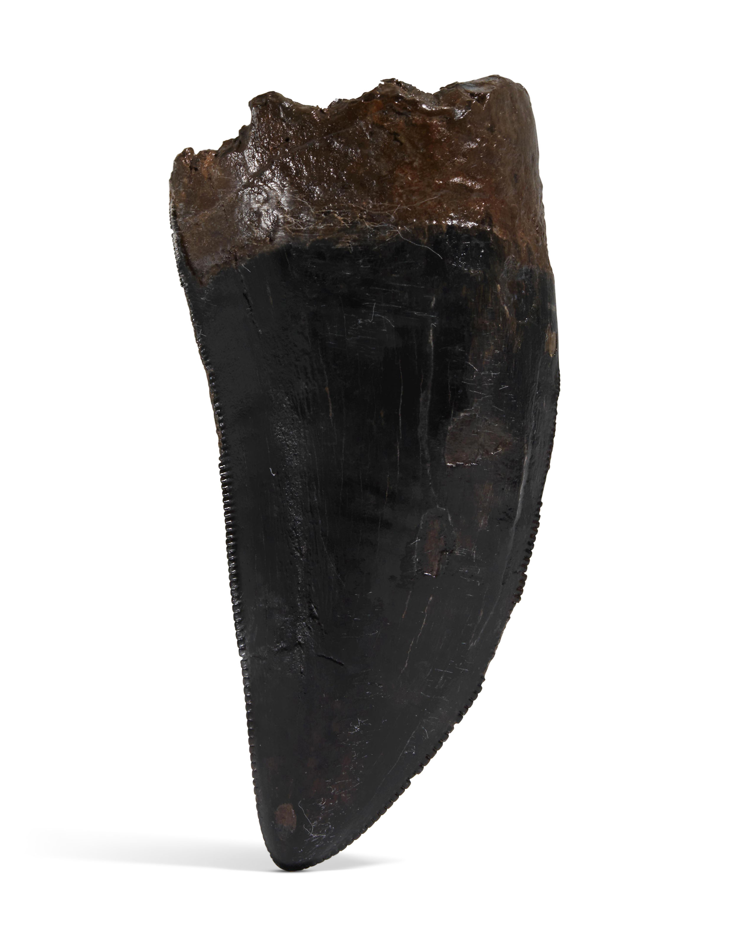 THE TOOTH OF A TYRANNOSAURUS-REX, SOUTH DAKOTA | Christie’s