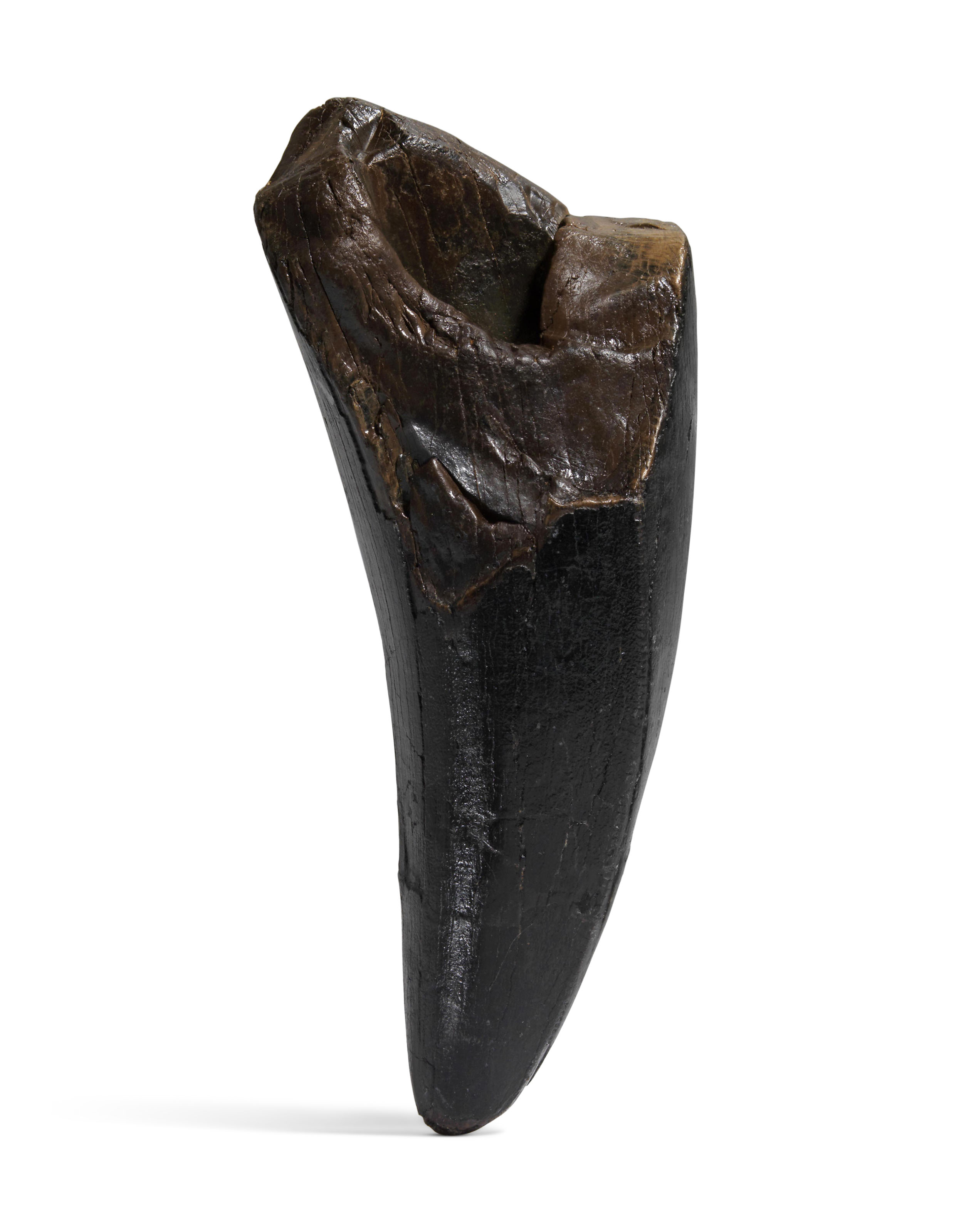 THE TOOTH OF A TYRANNOSAURUS-REX, MONTANA | Christie’s