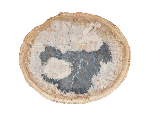 A SLICE OF PETRIFIED PALM WOOD, INDONESIA | Christie’s