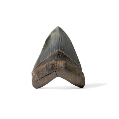 A LARGE MEGALODON TOOTH, SOUTH CAROLINA, USA | Christie’s