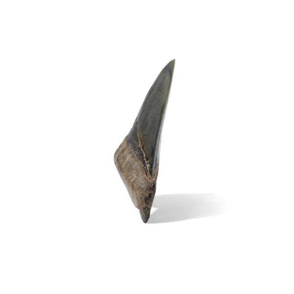 A LARGE MEGALODON TOOTH, SOUTH CAROLINA, USA | Christie’s