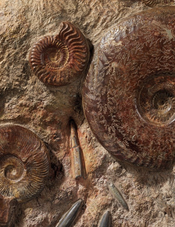 A LARGE GROUP OF FOSSIL AMMONITES, BELMONT, FRANCE | Christie’s