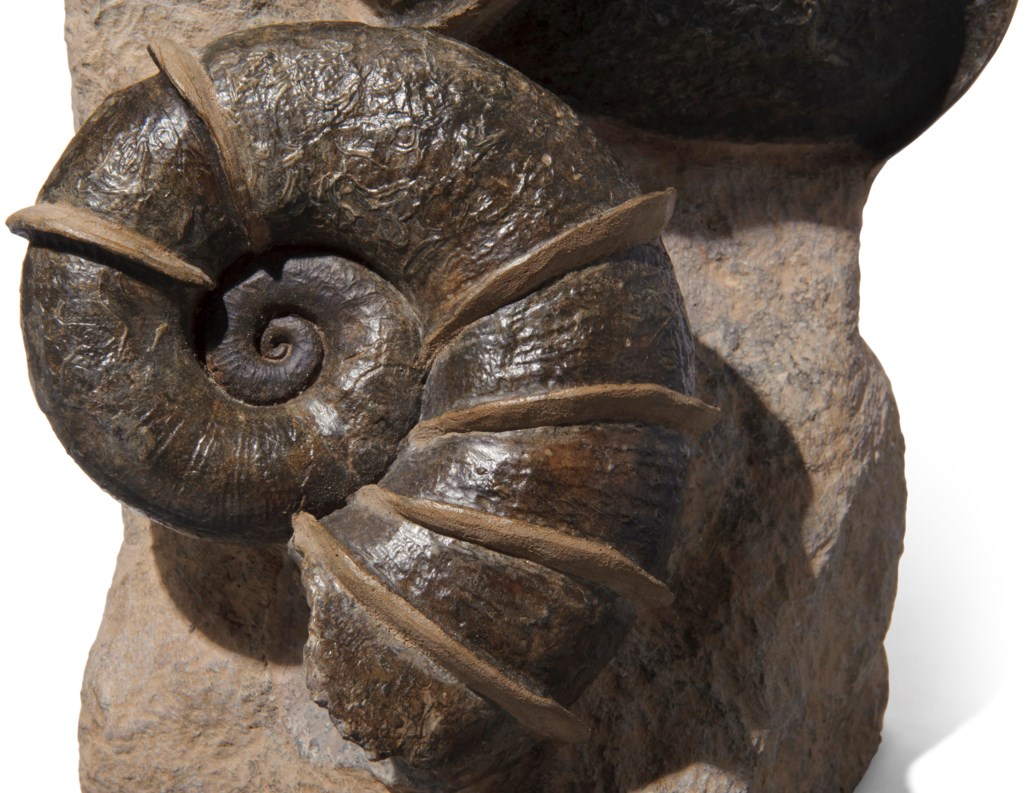 A "WINGED" AMMONITE GROUP, BELMONT, FRANCE | Christie’s