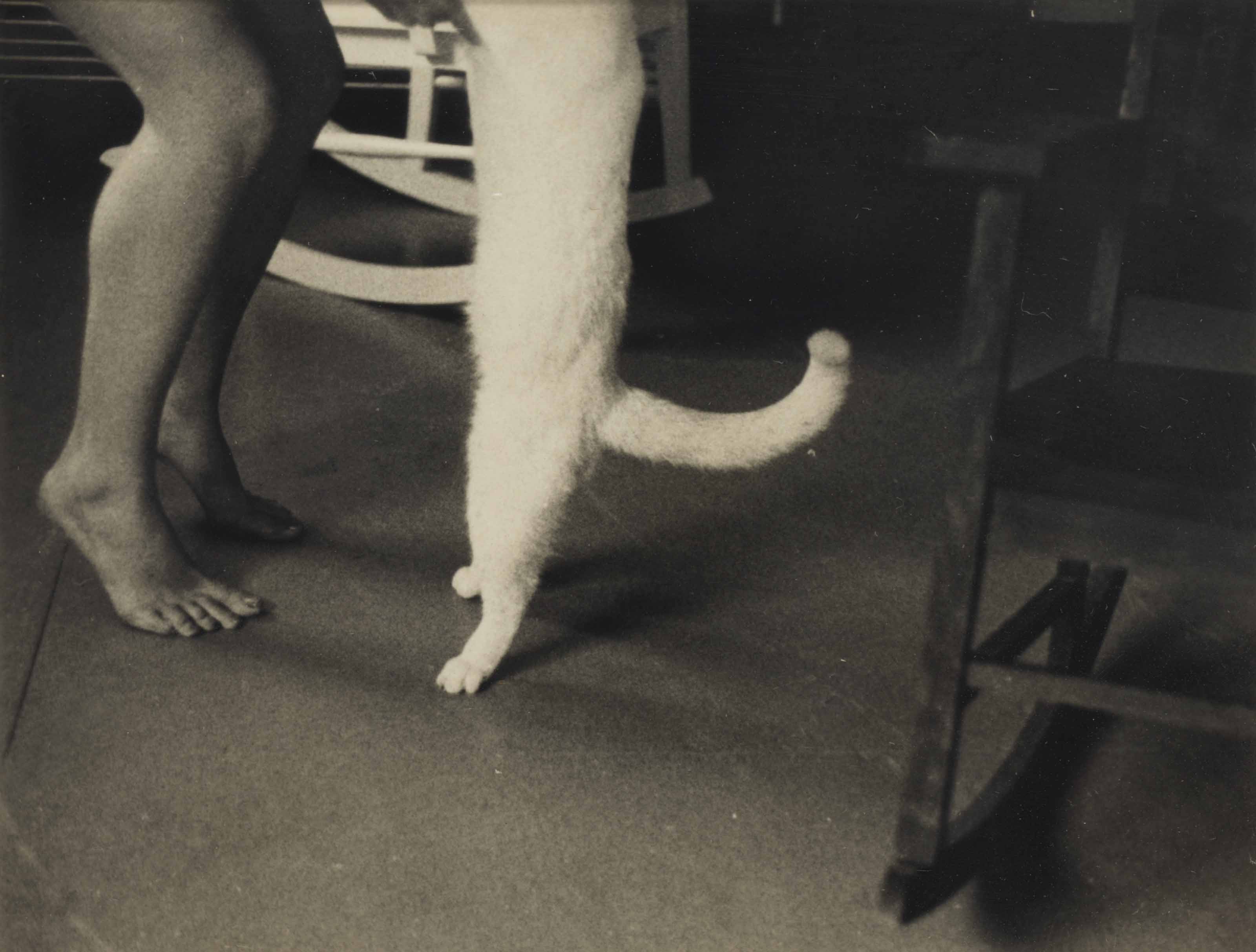 FRANCESCA WOODMAN (1958–1981) , Self-portrait with cat, New York, 1980 ...