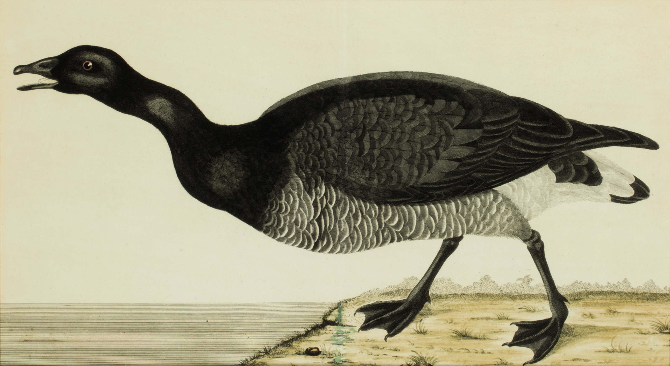 WILLIAM HAYES (1729-1799), The Bernacle Goose, from A Natural history ...