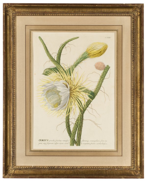 AFTER GEORG DIONYSIUS EHRET (1708-1770) BY JOHANN JAKOB HAID (1704 ...