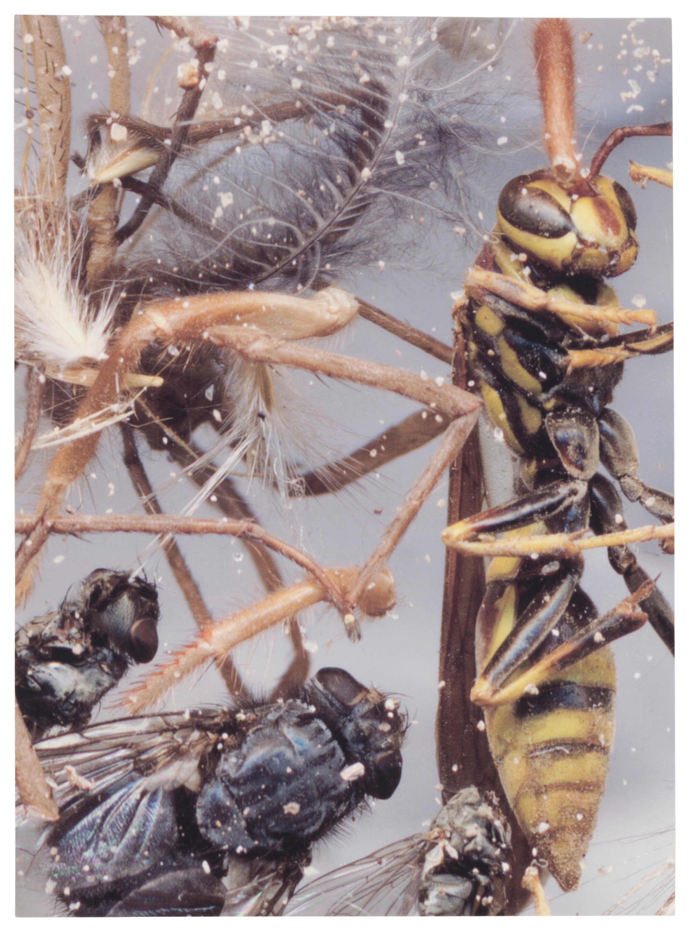 CORNELIA PARKER (B. 1956), Dust Breeding (on Judd) | Christie’s