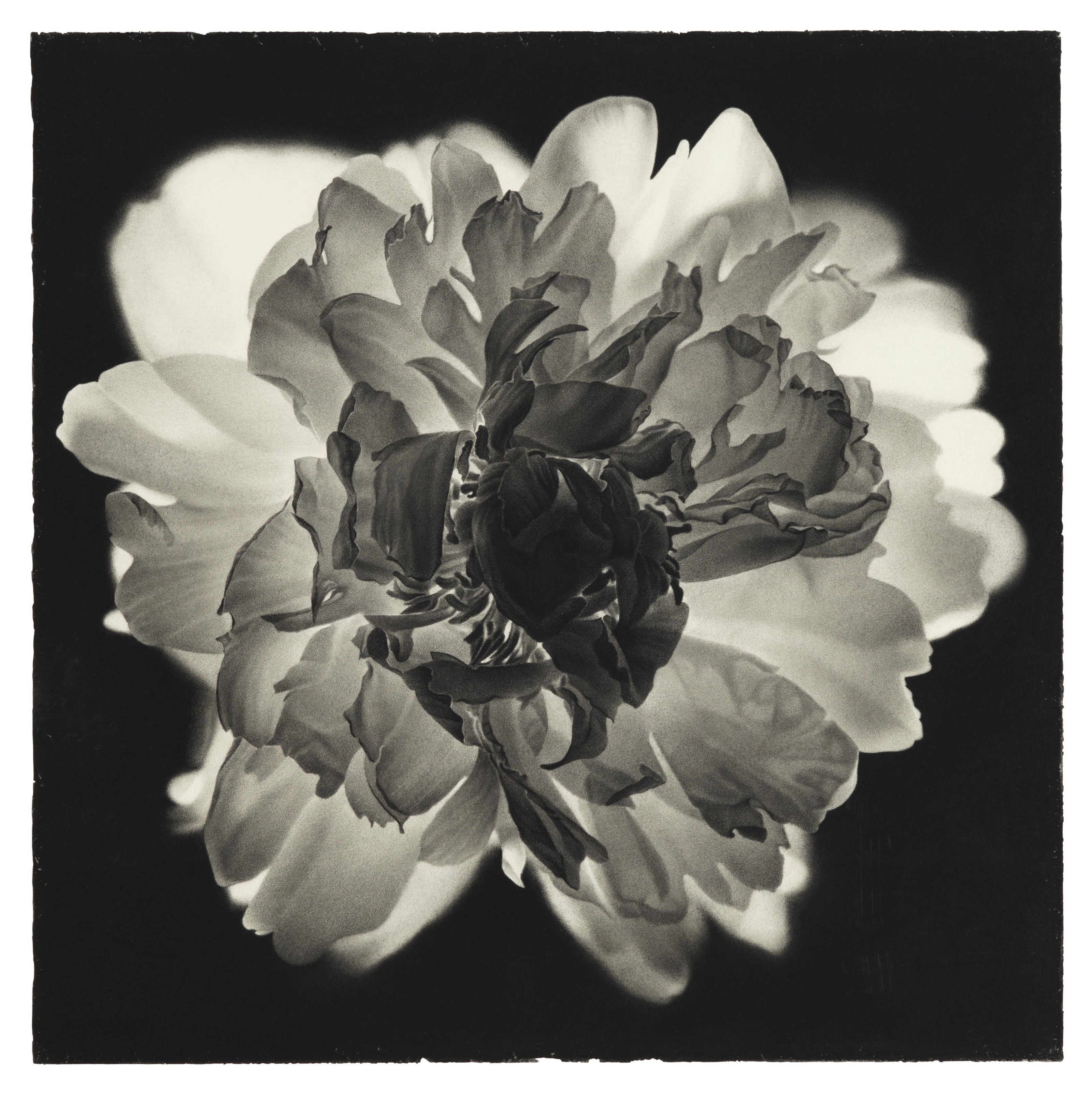 JOSEPH STASHKEVETCH (B. 1958), Peony | Christie’s