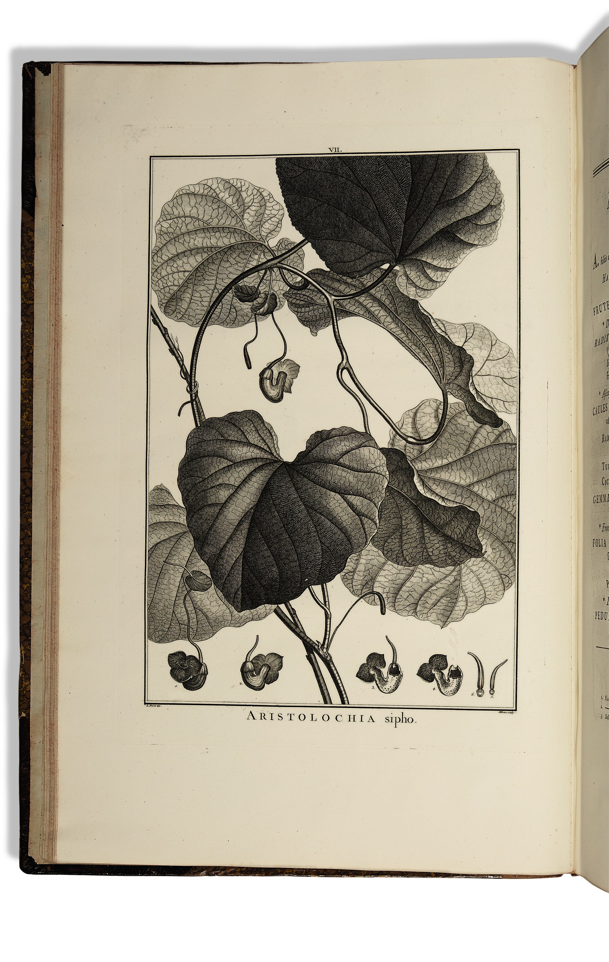 L'HÉRITIER de Brutelle, Charles Louis (1746-1800). Stirpes novae, aut ...