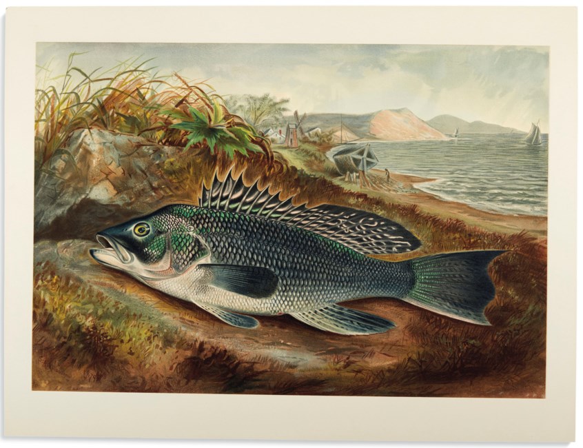 GOODE, George Brown (1851-1896) and KILBOURNE, Samuel A. (1836-1881 ...