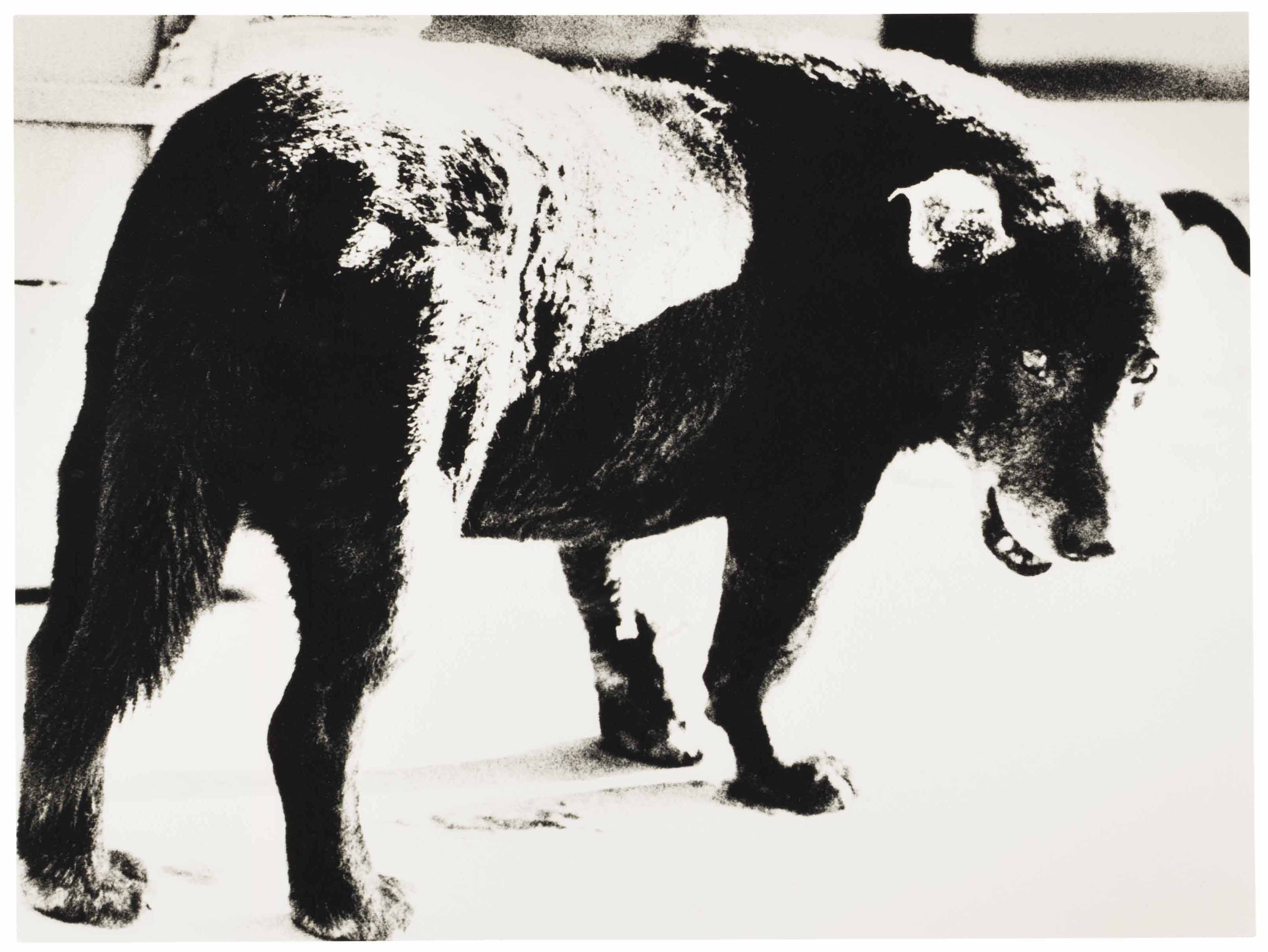 Daido Moriyama - Lose in unserem Preisarchiv - LotSearch