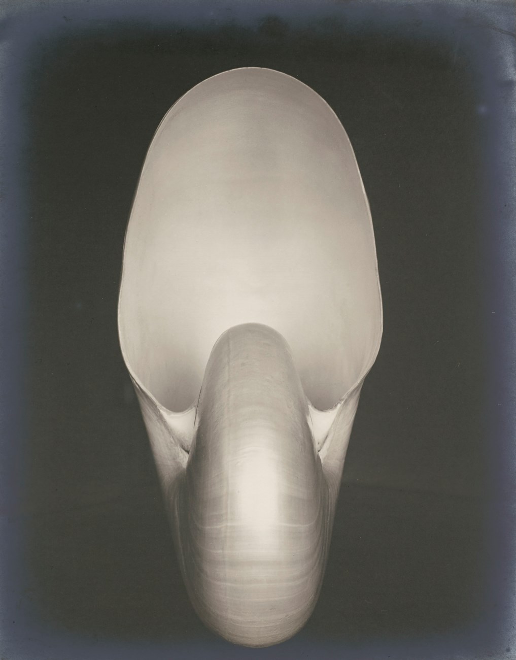 Edward Weston (1886-1958), Shell (Nautilus) | Christie's