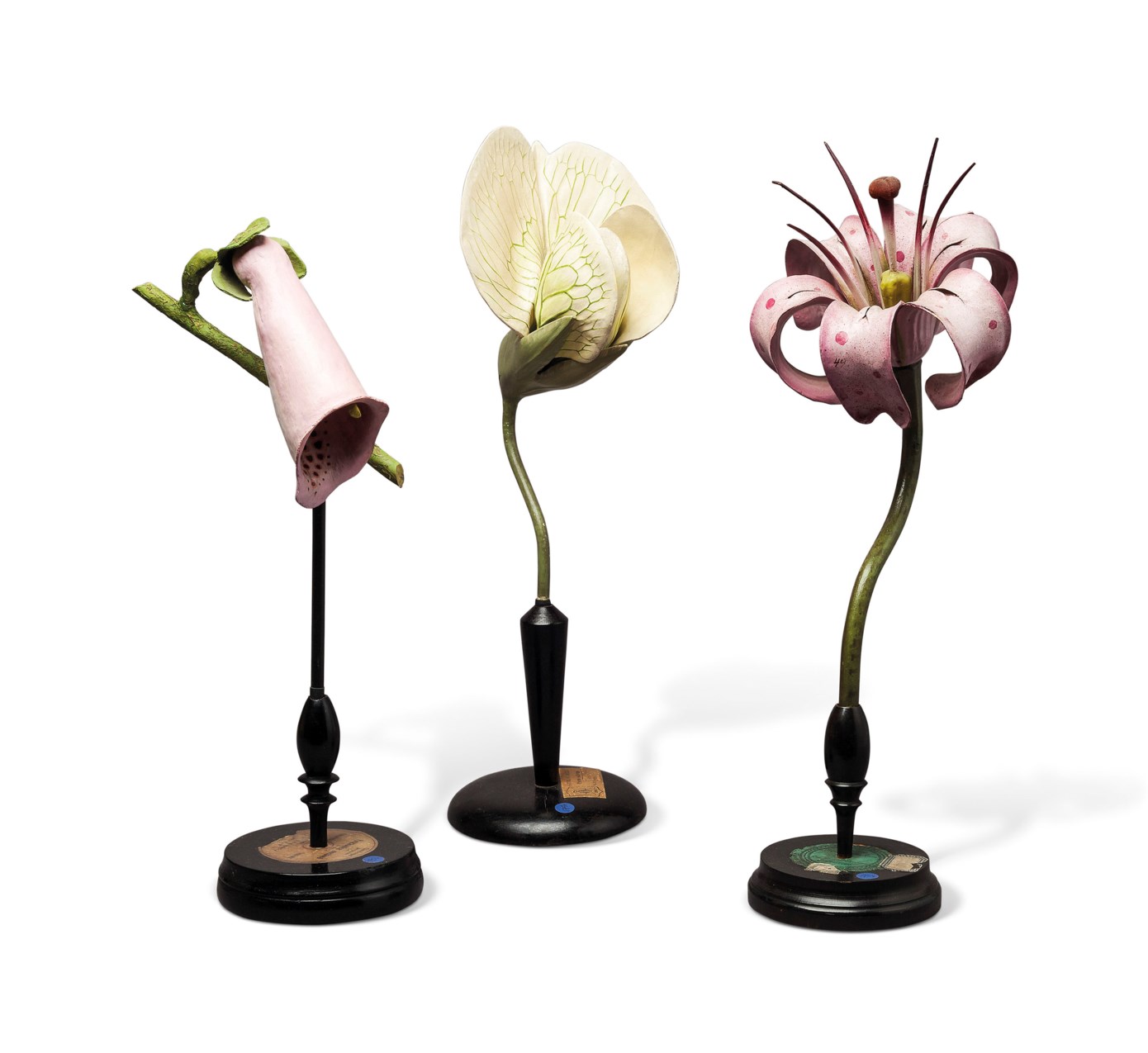 THREE GERMAN PAPIER-MACHE DIDACTIC BOTANICAL MODELS, BY ROBERT AND ...