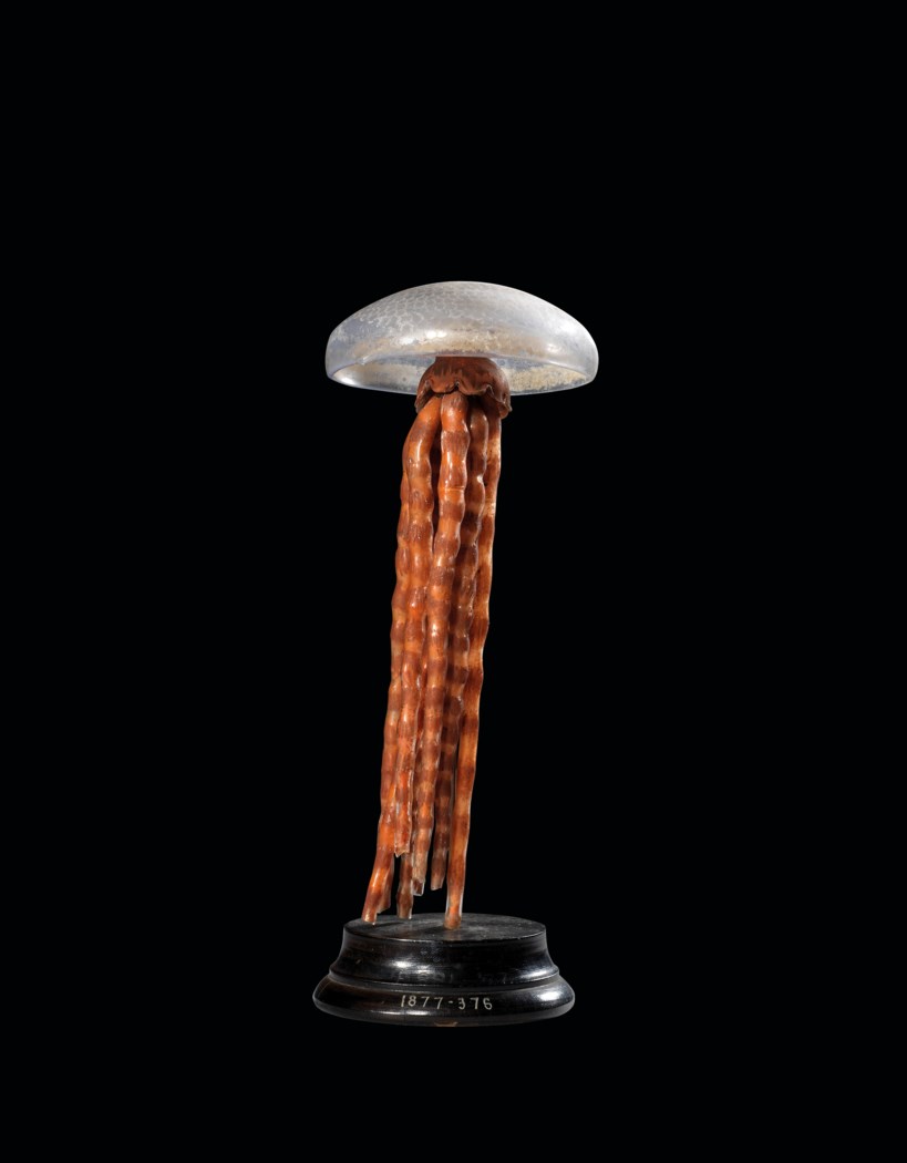 A GLASS MODEL OF A JELLYFISH, LEOPOLD BLASCHKA, CIRCA 1877 | Christie's