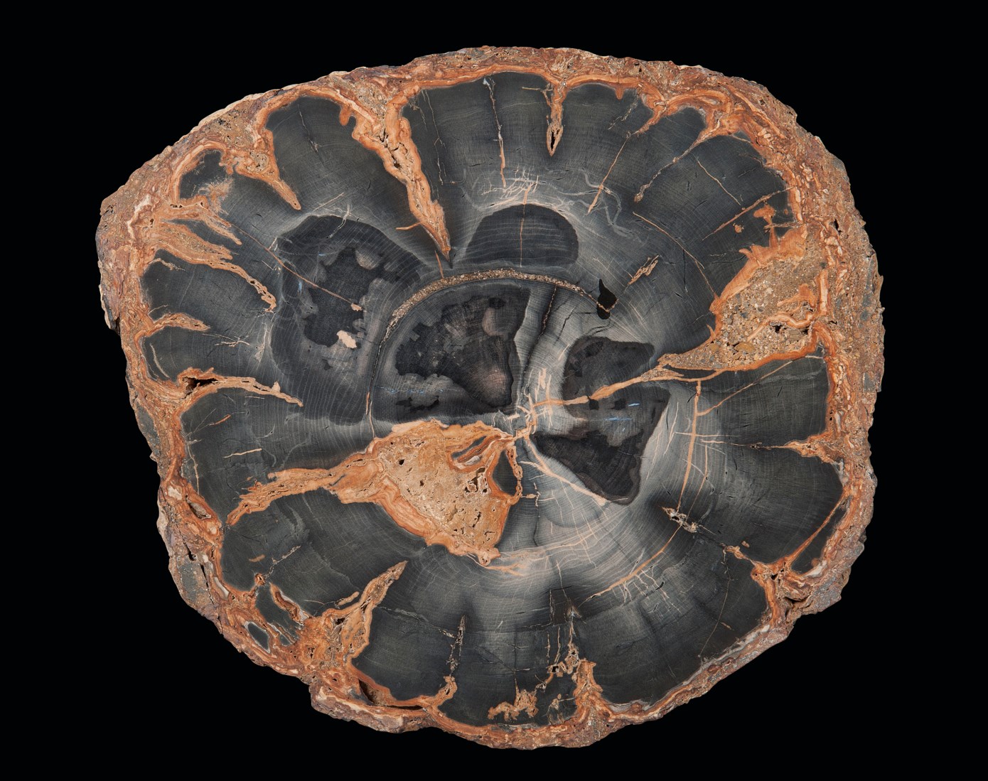 A SLICE OF PETRIFIED OAK