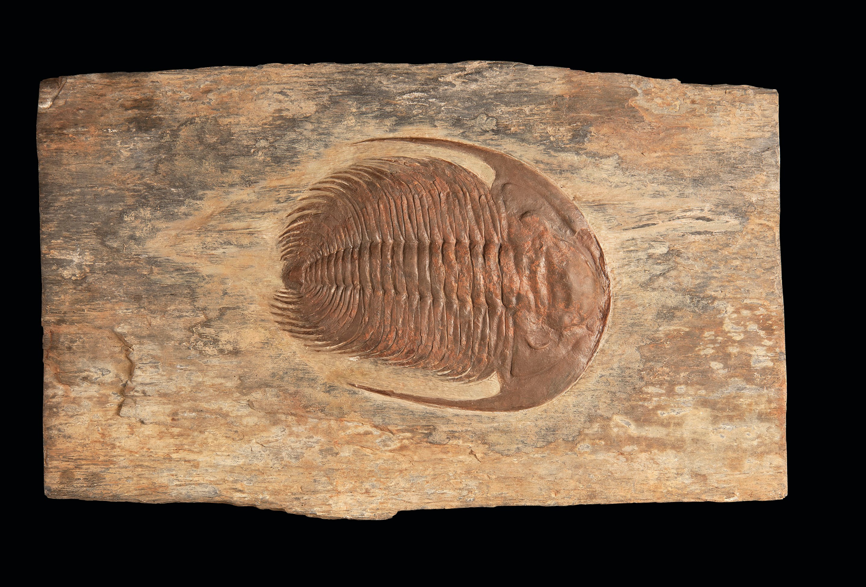A LARGE TRILOBITE, MOROCCO | Christie's