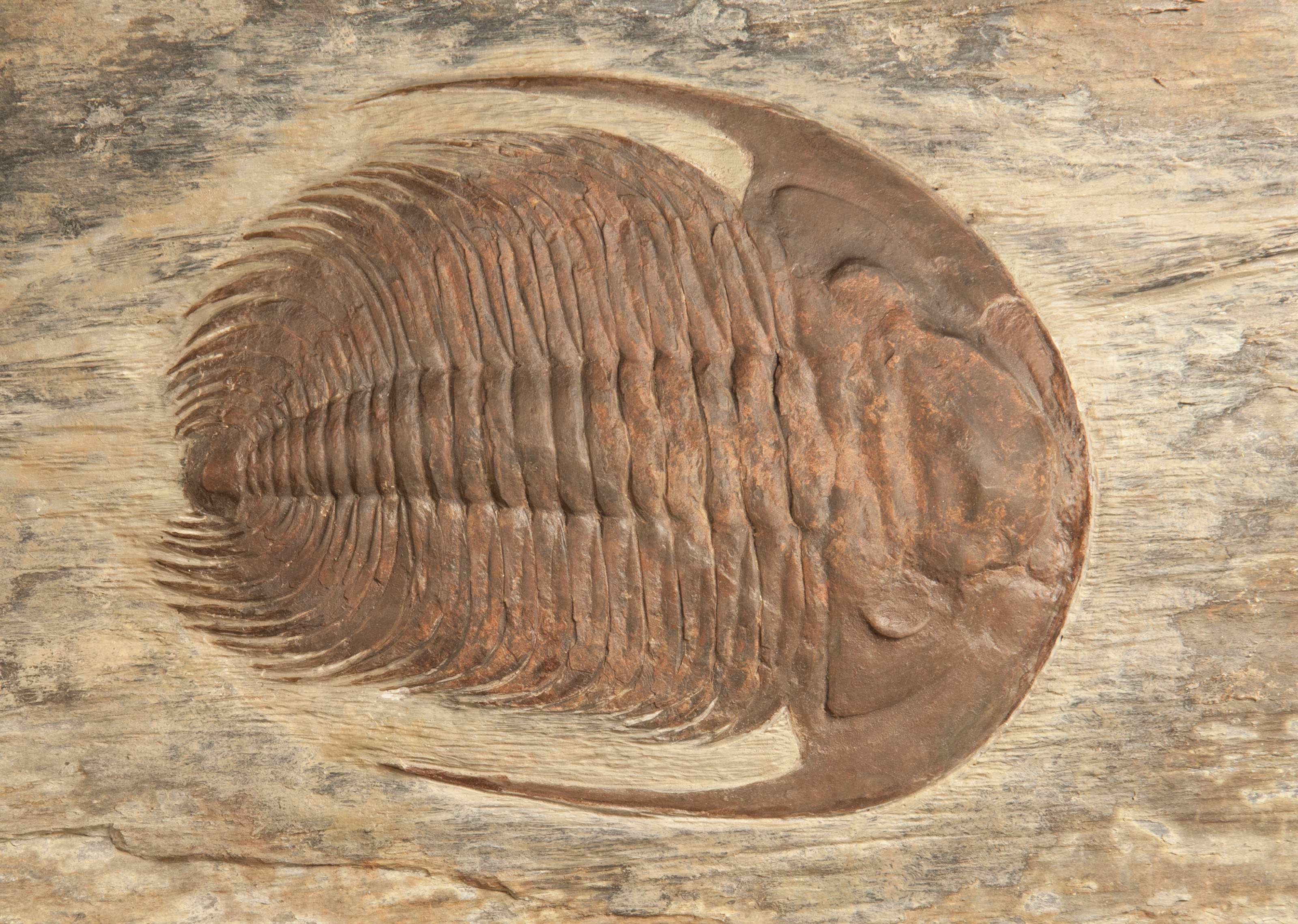 A LARGE TRILOBITE