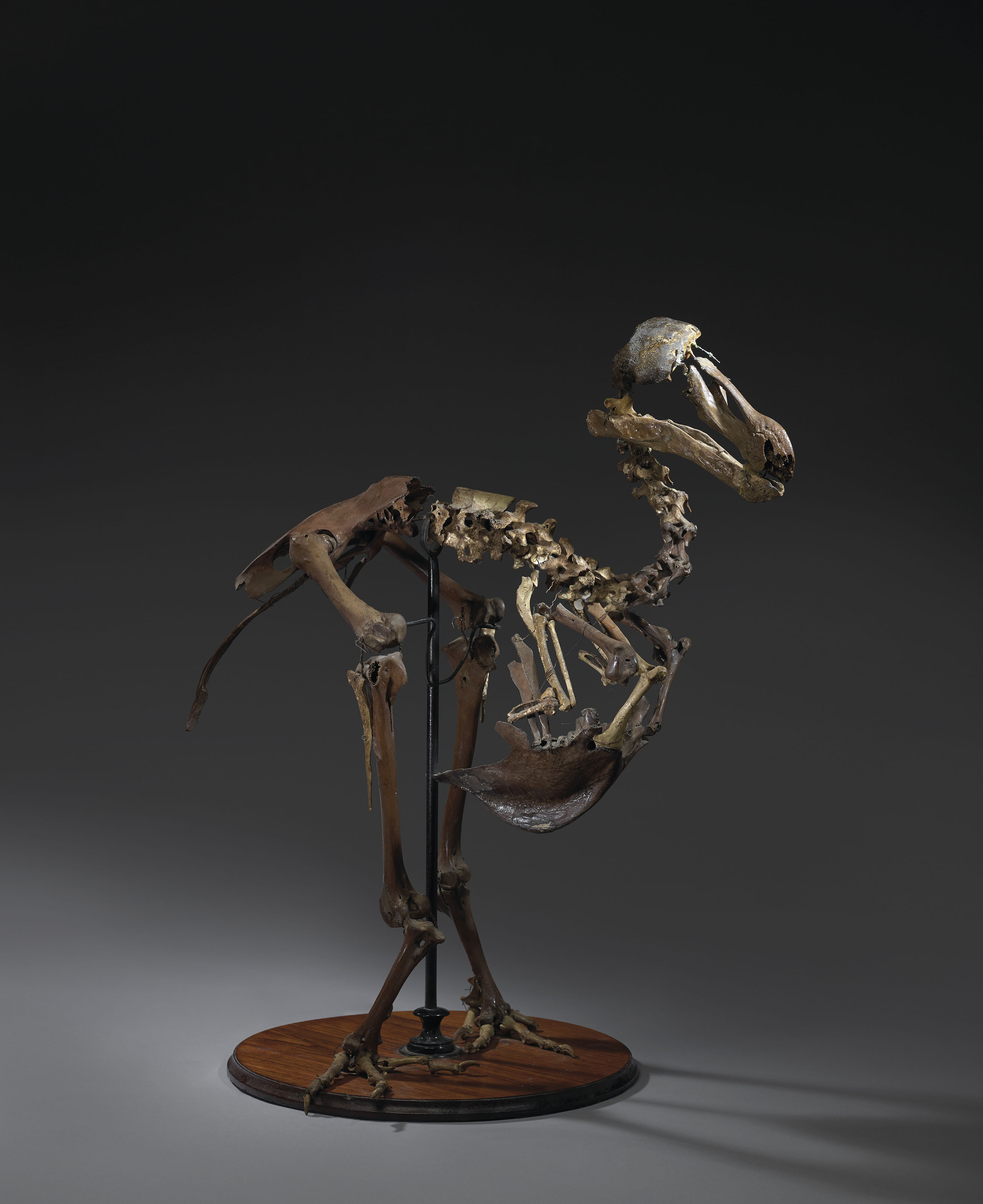 dodo bird skeleton
