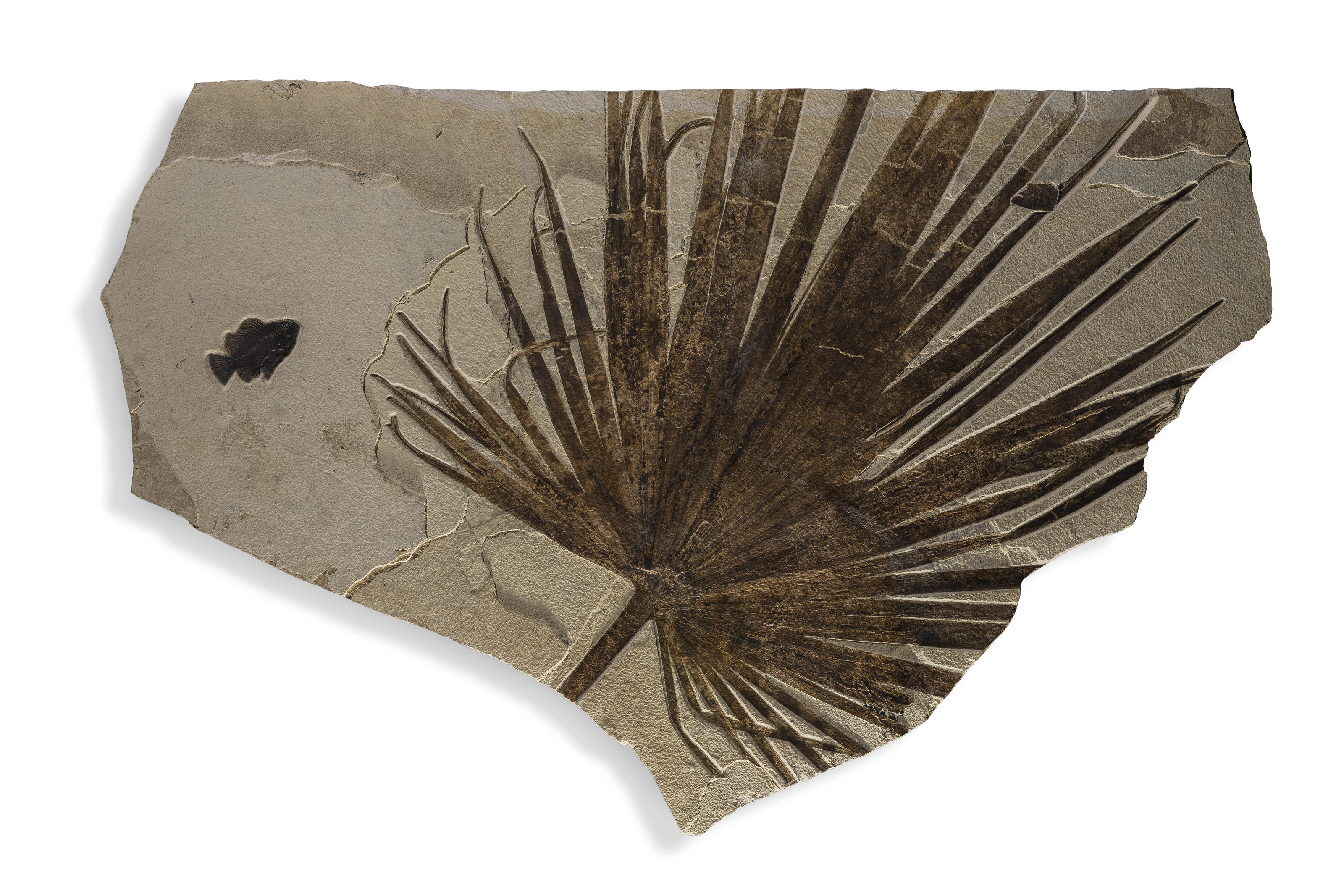 A PARTIAL FOSSIL PALM FROND WITH FISH, GREEN RIVER, WYOMING | Christie’s