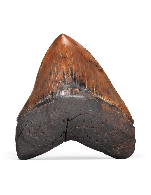 A RARE RED MEGALODON TOOTH, NORTH CAROLINA | Christie’s