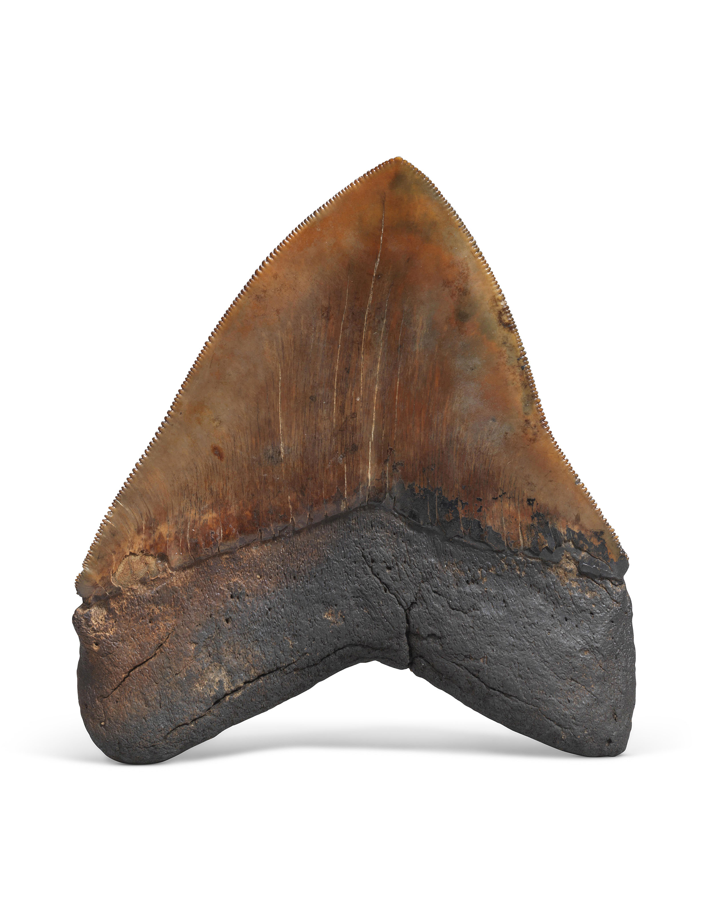 A RARE RED MEGALODON TOOTH, NORTH CAROLINA | Christie’s