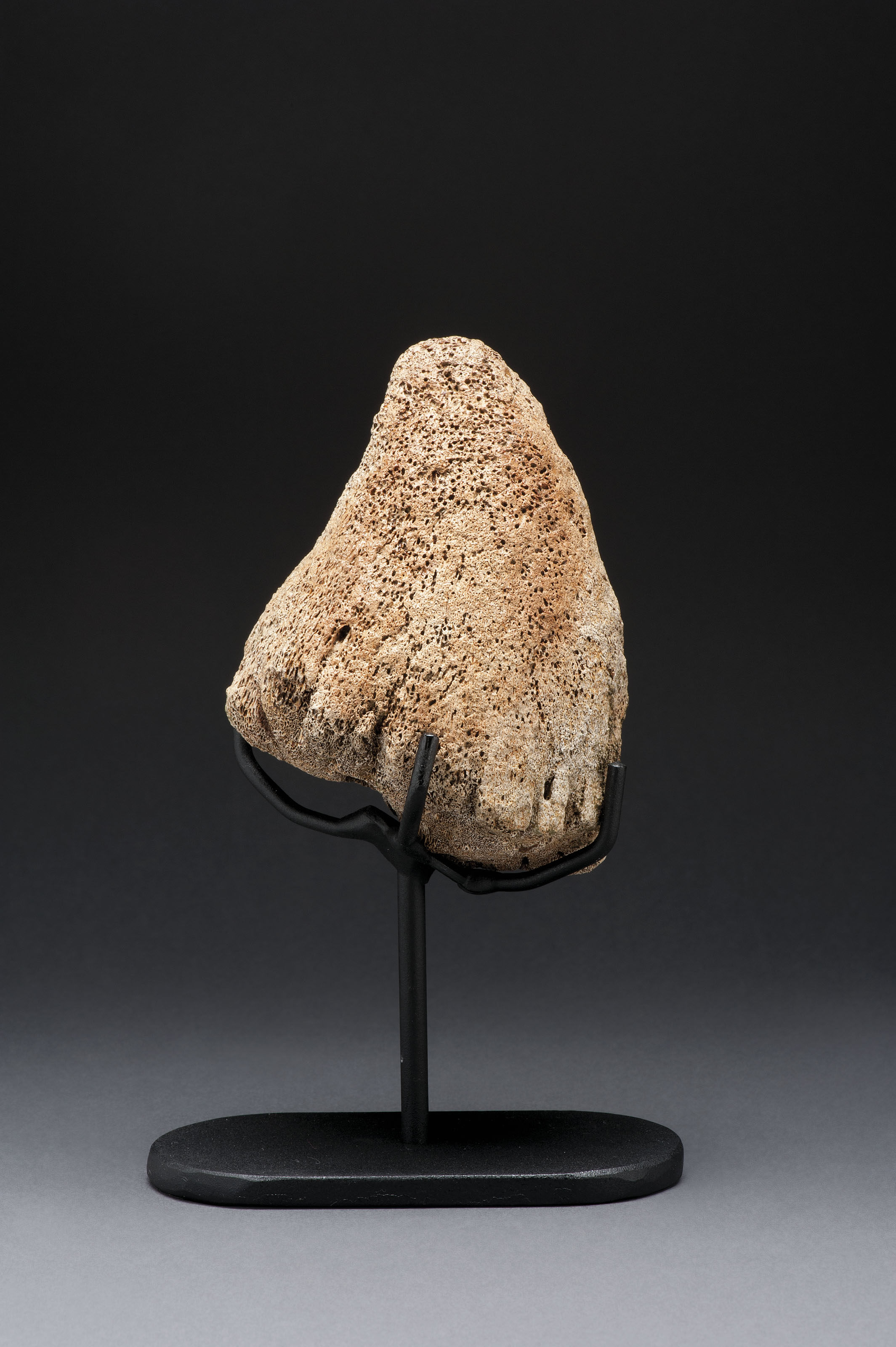 A JUVENILE TRICERATOPS HORN, MONTANA, USA | Christie’s