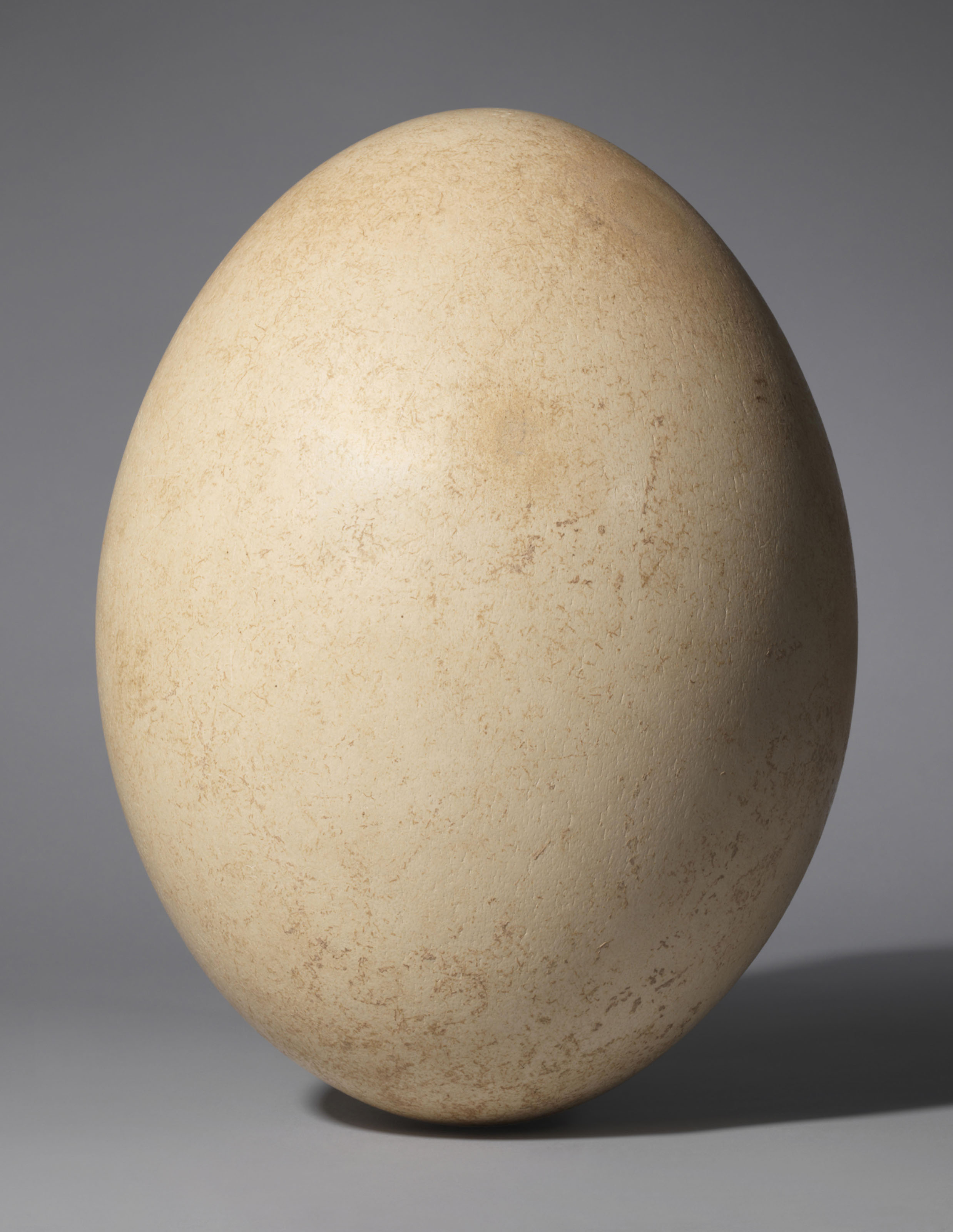 AN ELEPHANT BIRD EGG, MADAGASCAR, PRE-17TH CENTURY | Christie’s