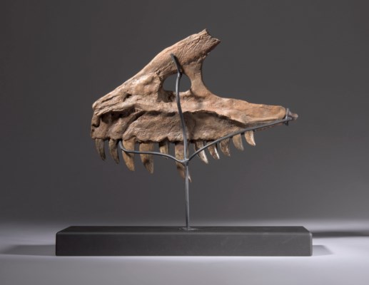 ALLOSAURUS TEETH, MONTANA, USA | Christie’s