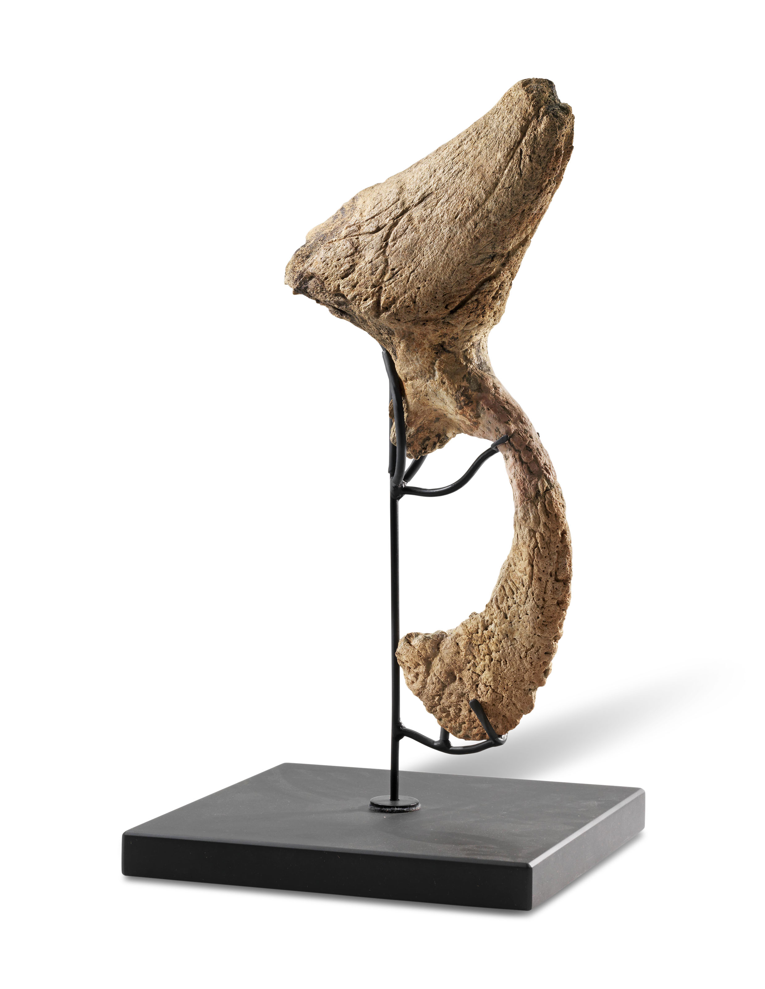 THE BEAK AND BROW HORN OF A TRICERATOPS, MONTANA, USA | Christie’s