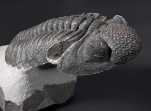 THREE TRILOBITES, RUSSIA | Christie’s