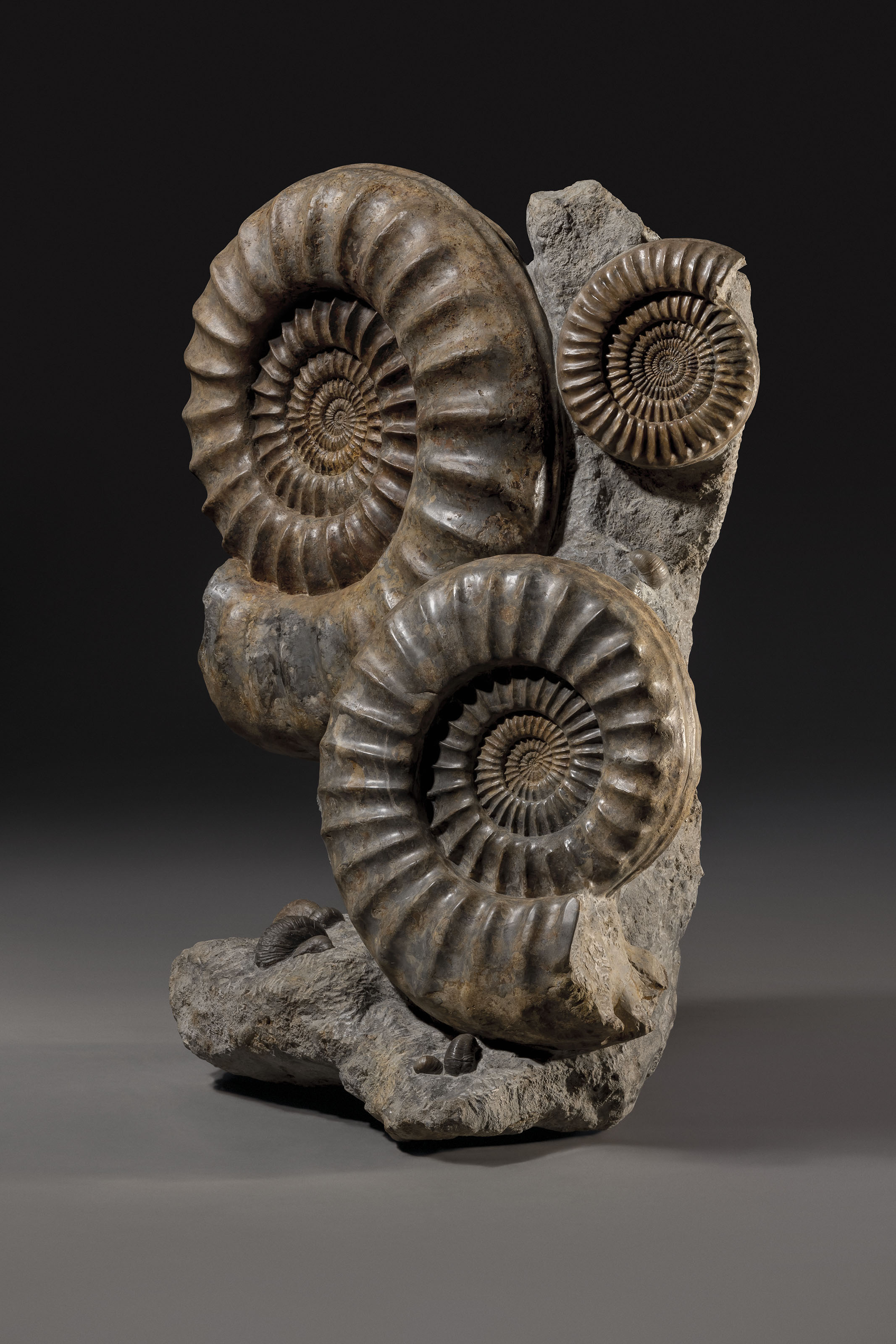 A GROUP OF THREE AMMONITES, DIJON, FRANCE | Christie’s